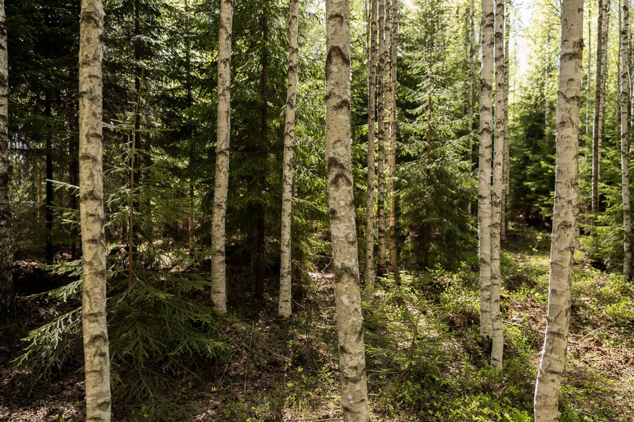 Talousmetsiemme 3 tärkeintä puulajia
